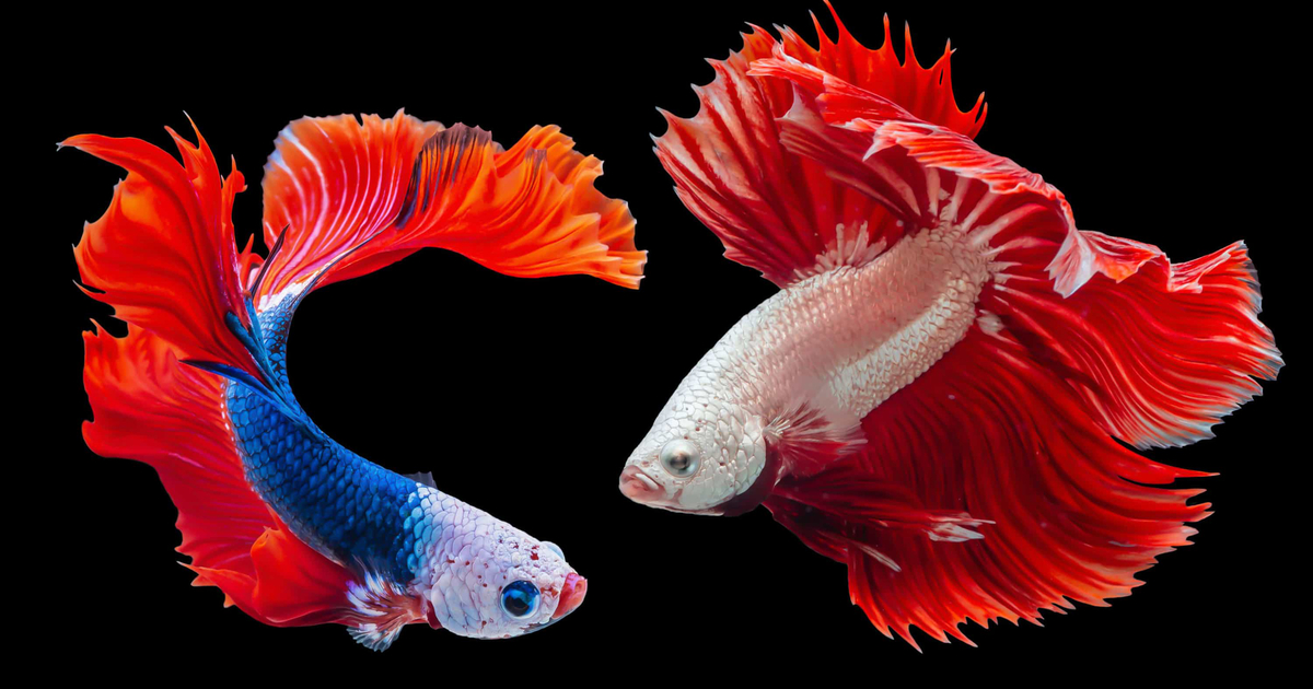 Are Fishes Animals? Understanding Fish Classification