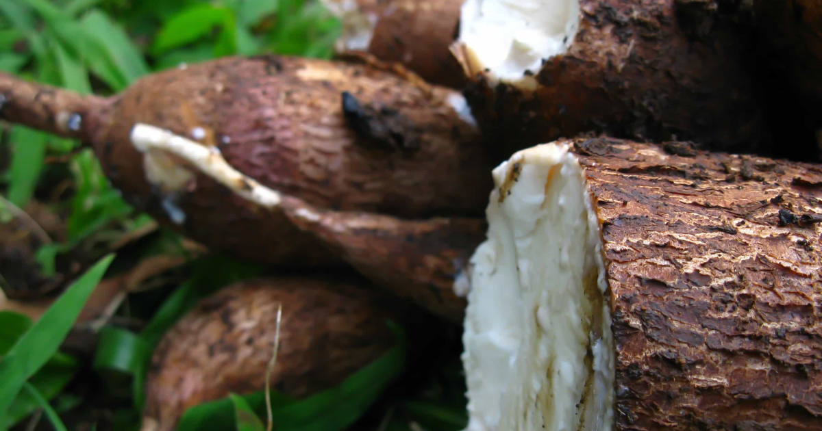 Manióka: Tápanyagok, előnyök, hátrányok, felhasználások stb