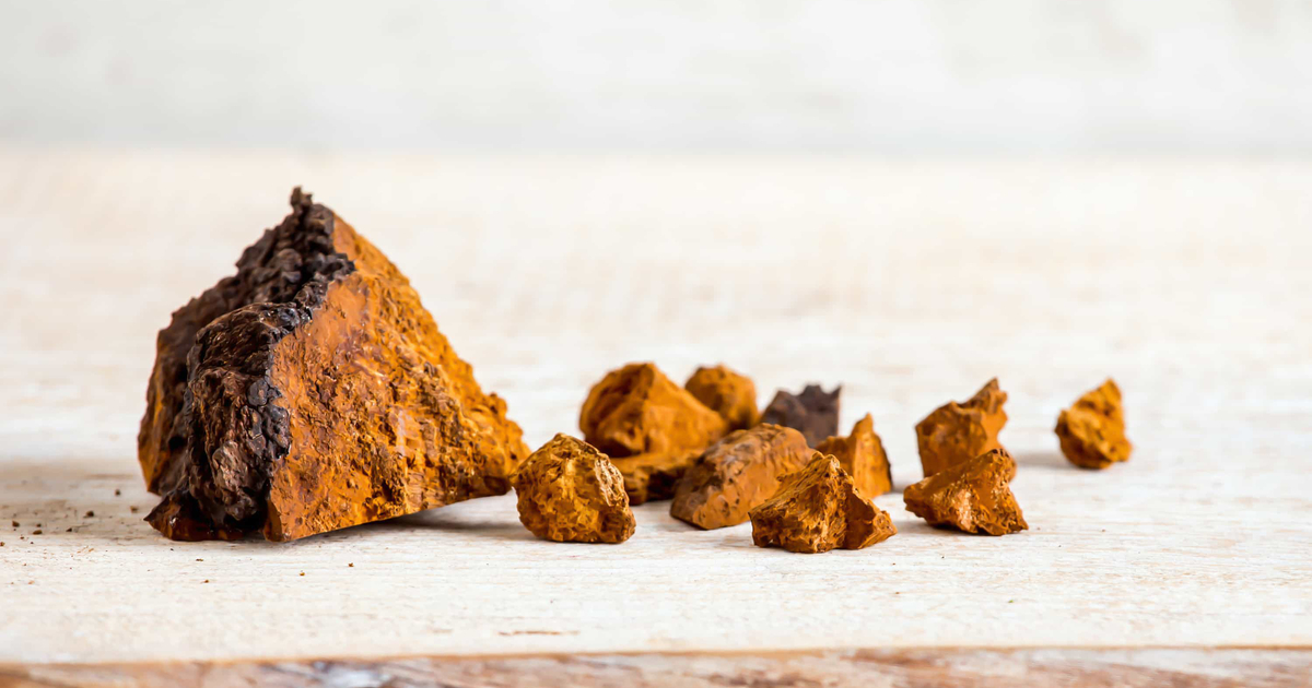 Hongo Chaga: usos, beneficios, seguridad y efectos secundarios