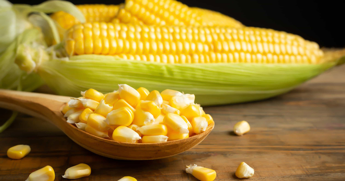 Corn: Nutrition, Health Benefits, Uses, and Downsides