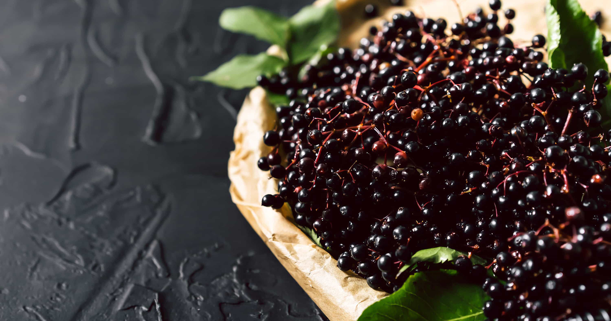 Bayas de saúco: Beneficios y peligros