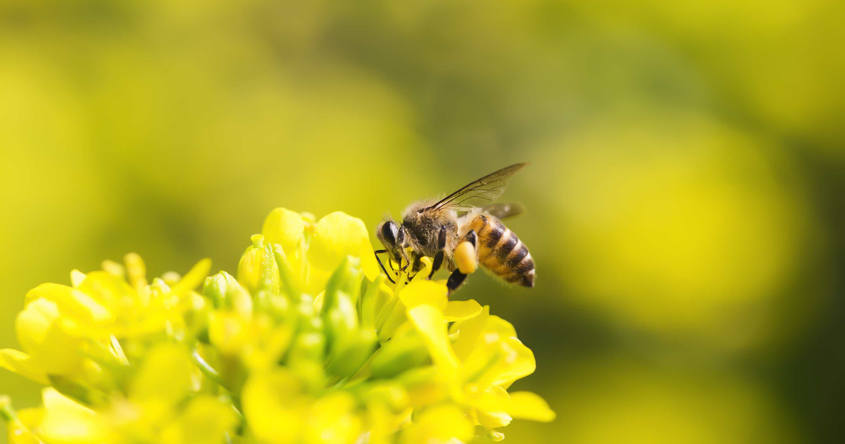 11 impresionantes beneficios del polen de abeja para la salud