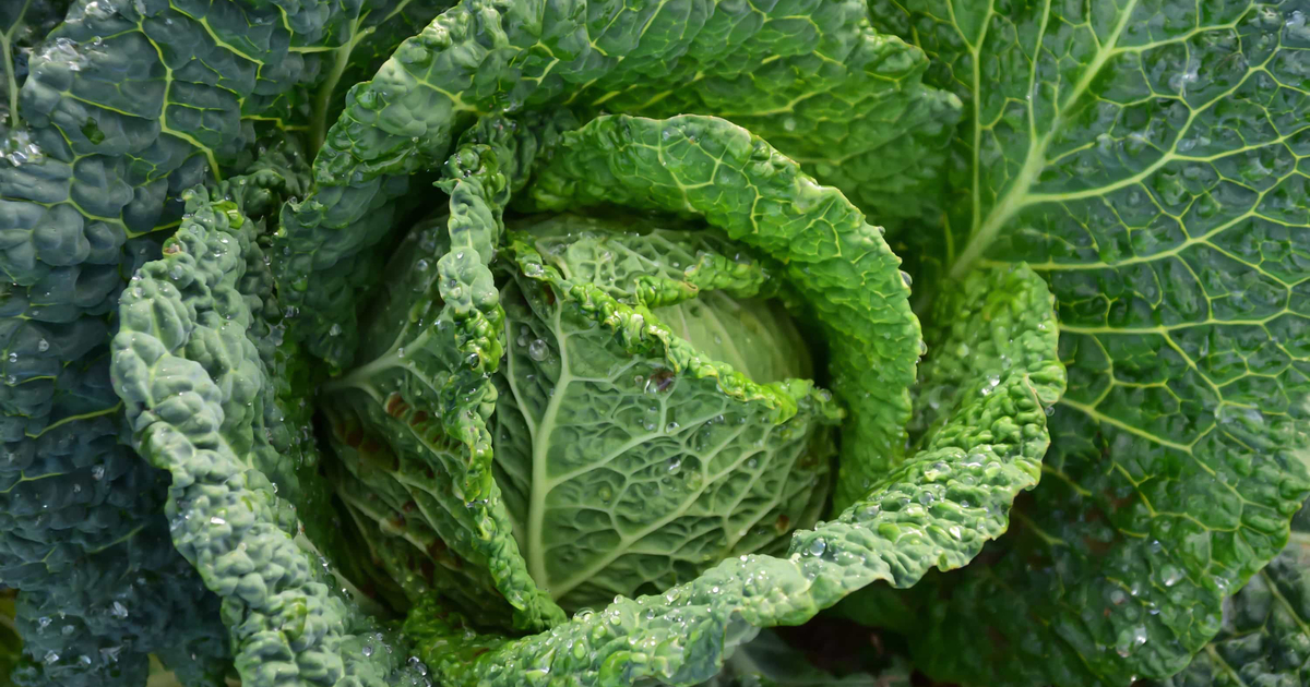 9 impressive health benefits of cabbage 9 impressive health benefits of cabbage