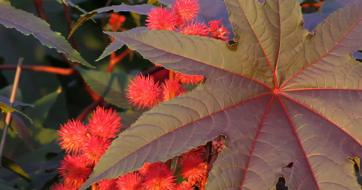 7 bienfaits et utilisations de l'huile de ricin pour la santé