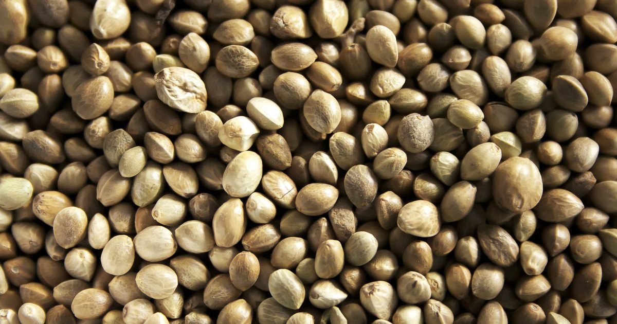 6 Evidence-Based Health Benefits of Hemp Seeds
