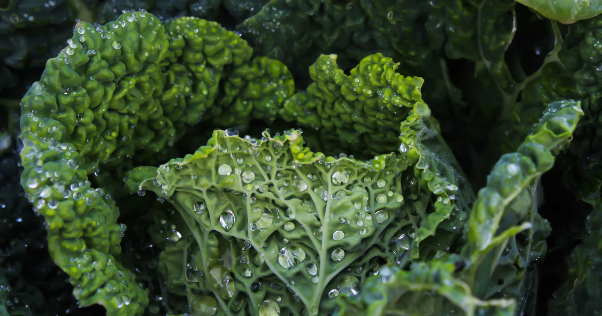 10 beneficios para la salud comprobados de la col rizada