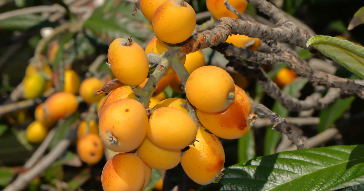 7 Incredible Health Benefits of Loquats You Should Know