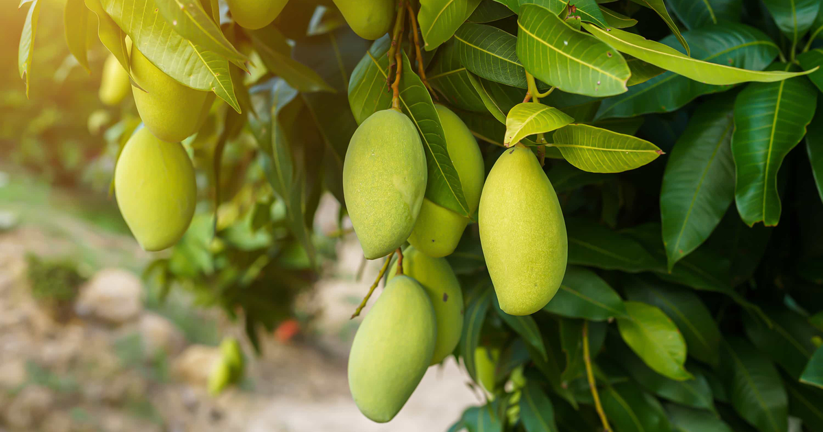 8 Emerging Health Benefits of Mango Leaves