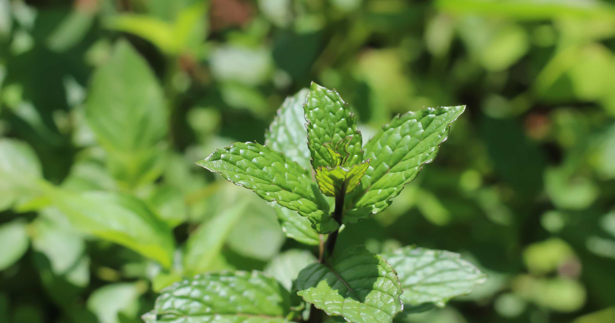 12 Science-Backed Health Benefits of Peppermint Tea