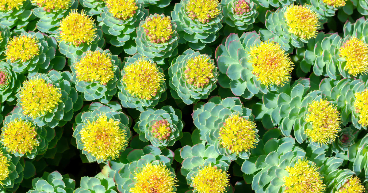 7 Science-Backed Health Benefits of Rhodiola Rosea