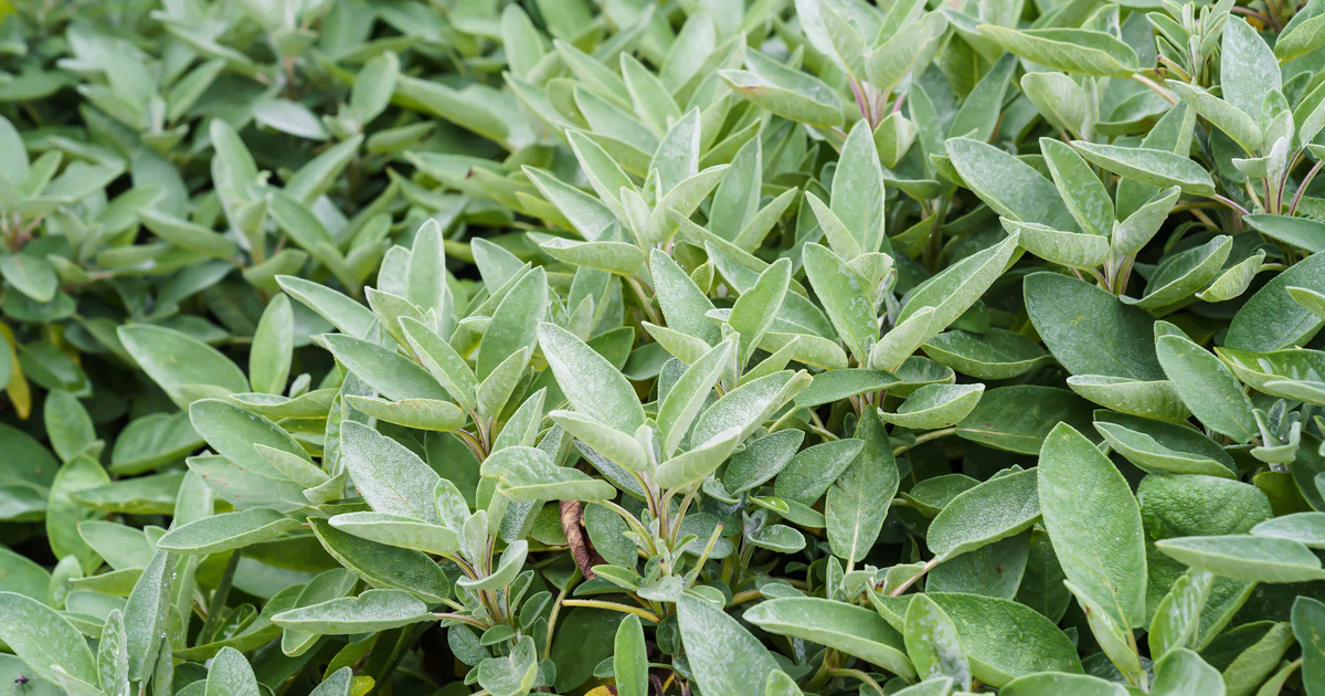 9 përfitimet shëndetësore dhe përdorimet e çajit të sherebelës