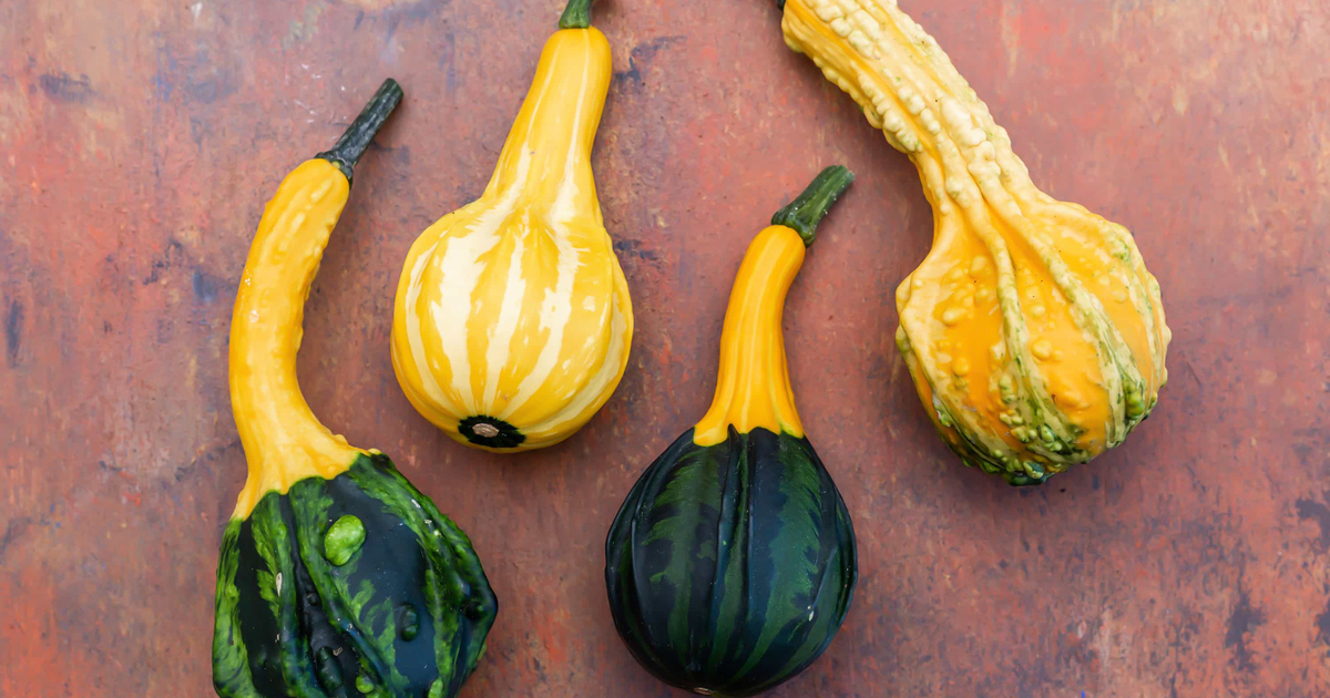 Is Squash a Fruit or Vegetable? Key Classification Facts