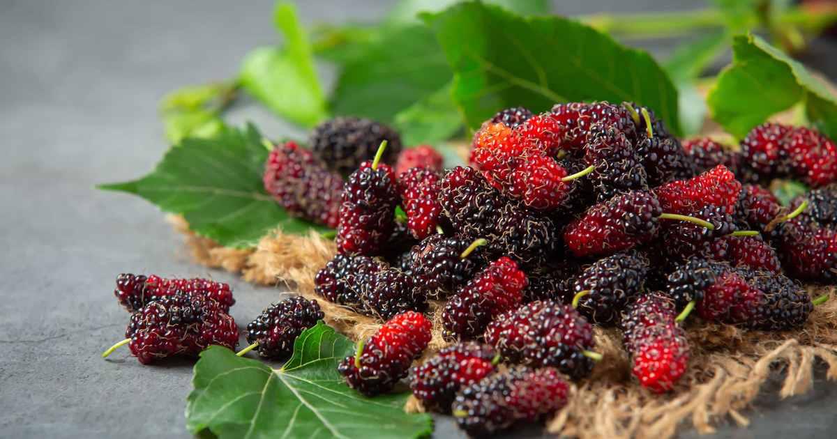 Maulbeeren: Nährwertangaben und gesundheitliche Vorteile