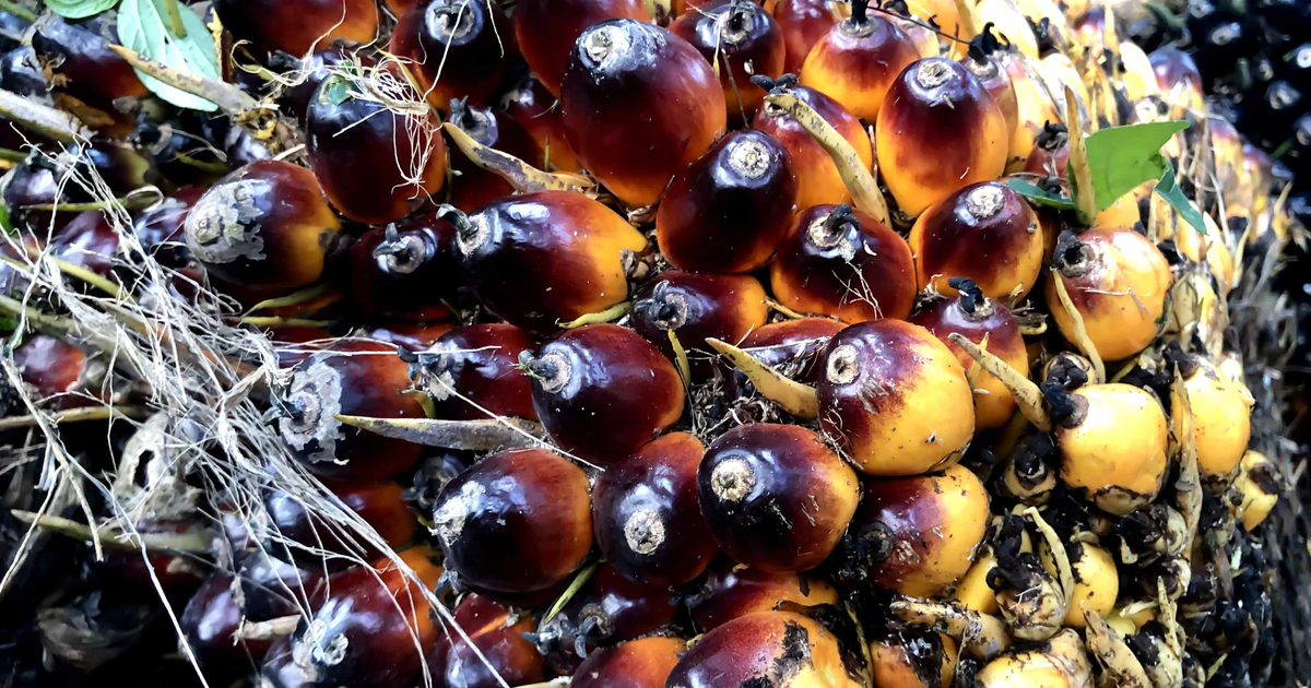 Palm Oil: What It Is, Nutrition, Benefits, and Controversies