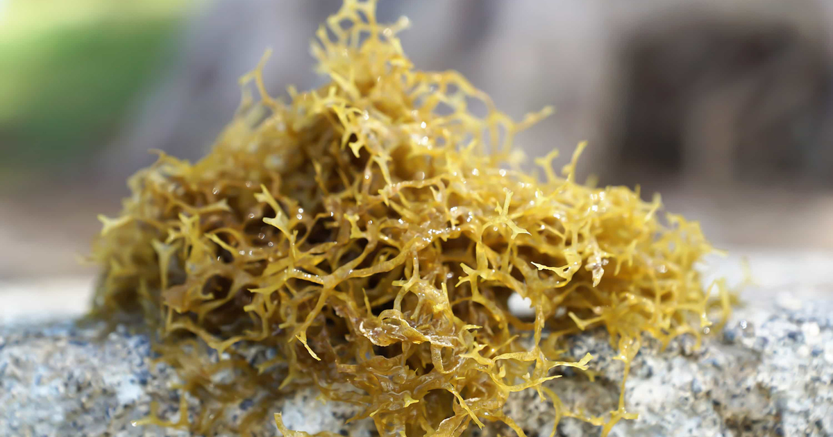 Musgo do mar: benefícios, nutrição e como prepará-lo