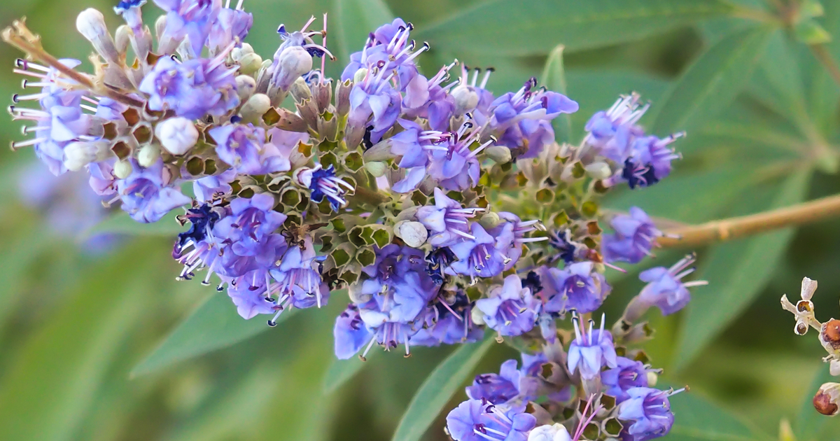 Vitex agnus-castus (chasteberry): Benefits, side effects, and myths