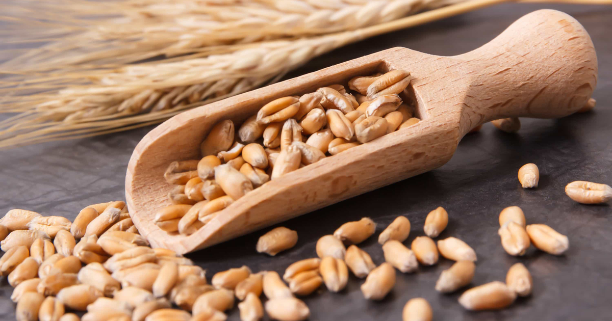 Trigo: Nutrição, benefícios, desvantagens, e muito mais
