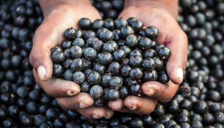 5 impresionantes beneficios para la salud de las bayas de acai